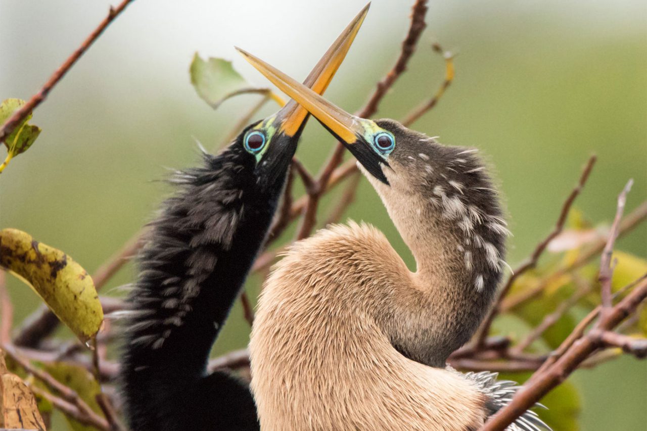Birds & Mammals - Reef Quest Boat Tours